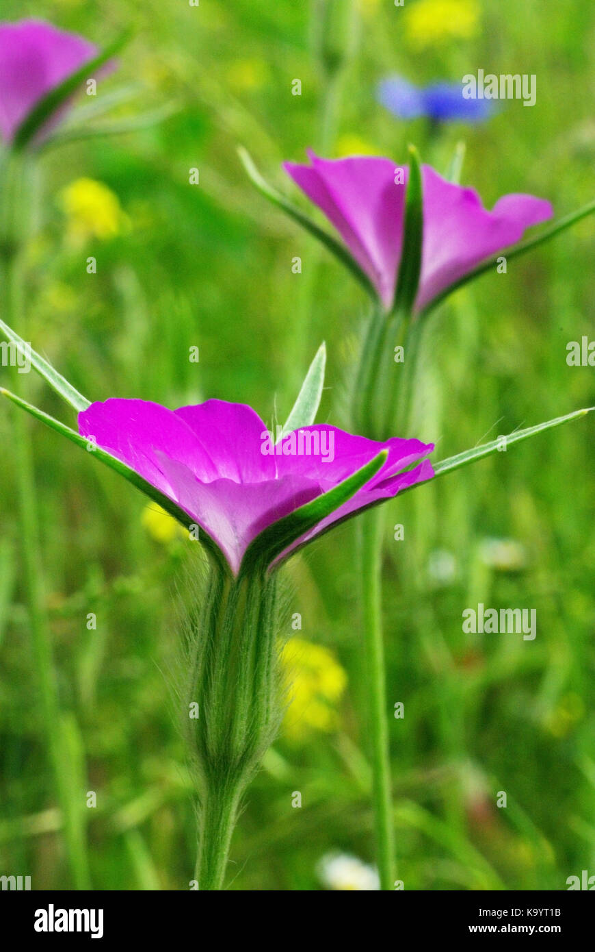the Common corn-cockle (Agrostemma githago) from the family ...
