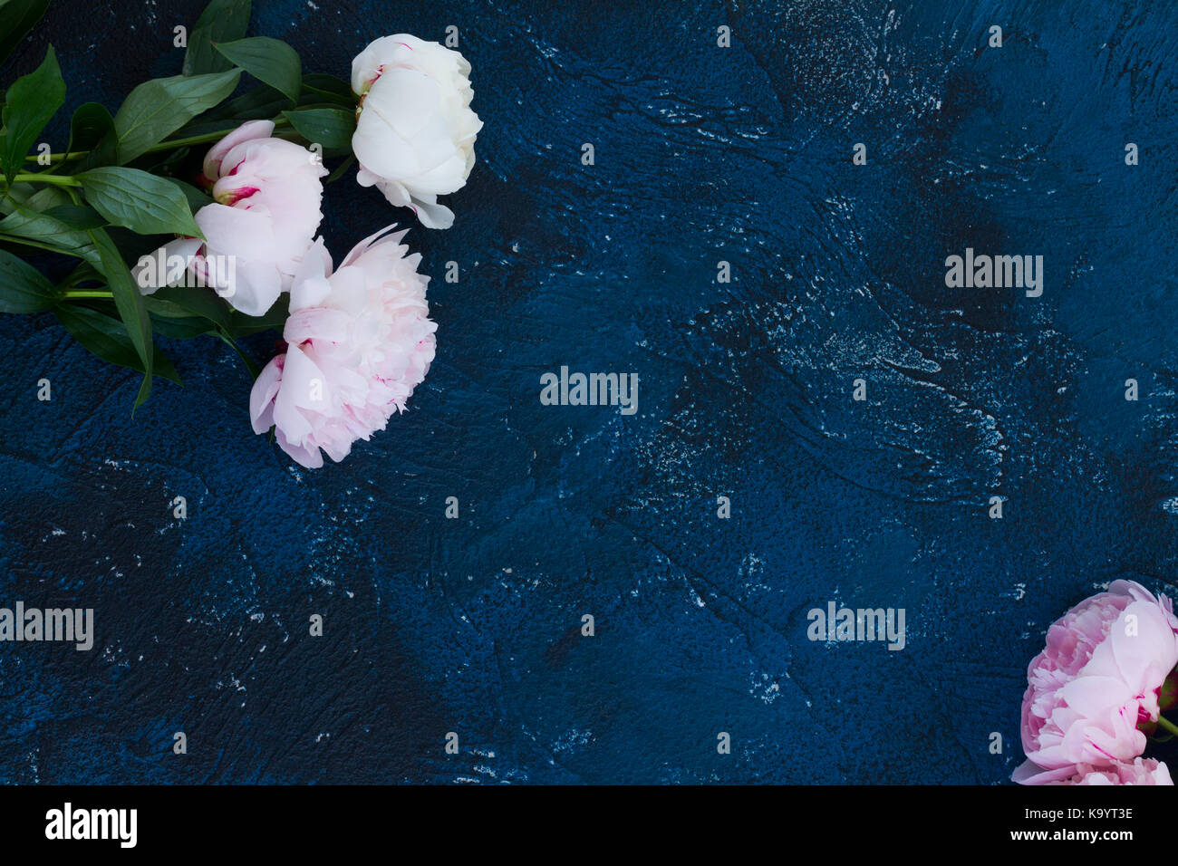 Fresh peonies on blue Stock Photo - Alamy