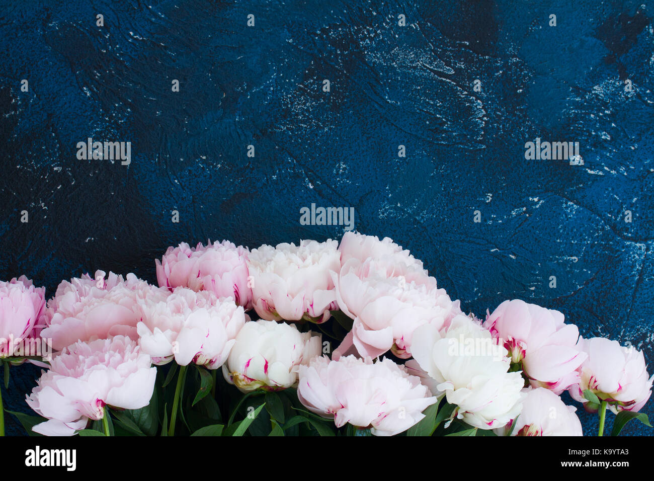 Fresh peonies on blue Stock Photo - Alamy