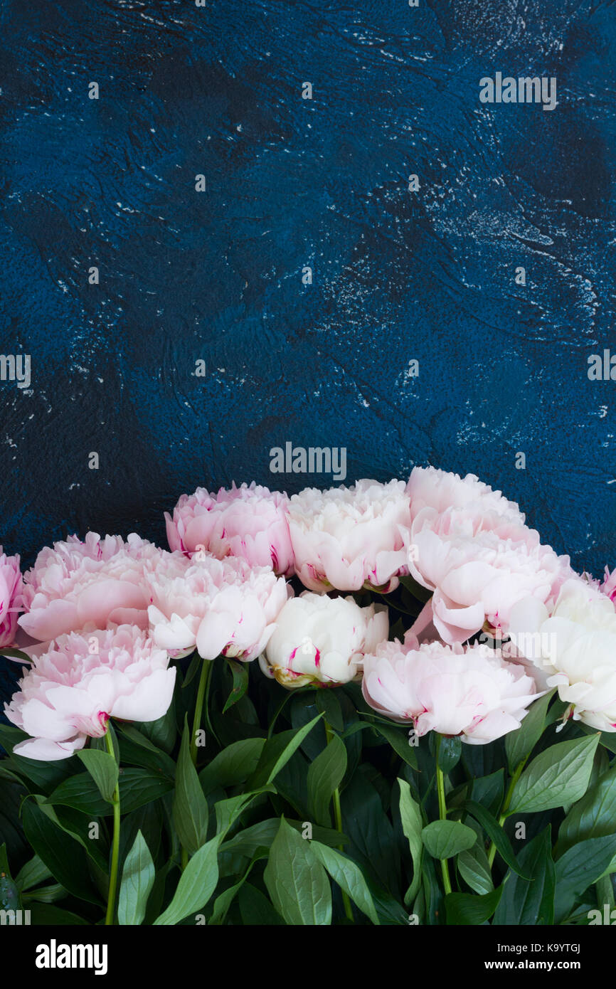 Fresh peonies on blue Stock Photo - Alamy