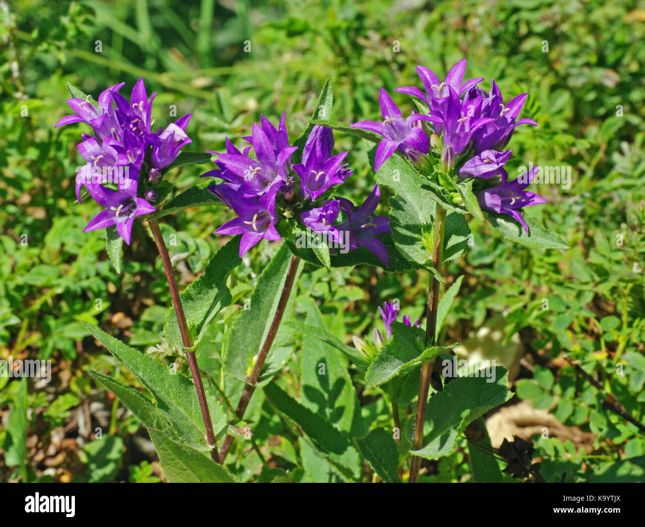 Campanula glomerata, the Clustered bellflower or Dane's blood, from the family campanulaceae ...