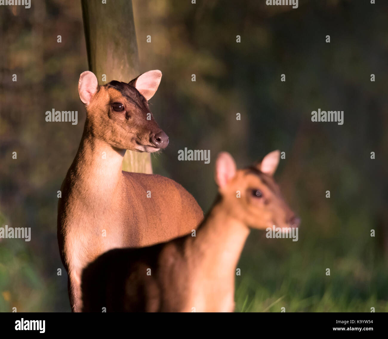Muntjac deer fawn mother hi-res stock photography and images - Alamy