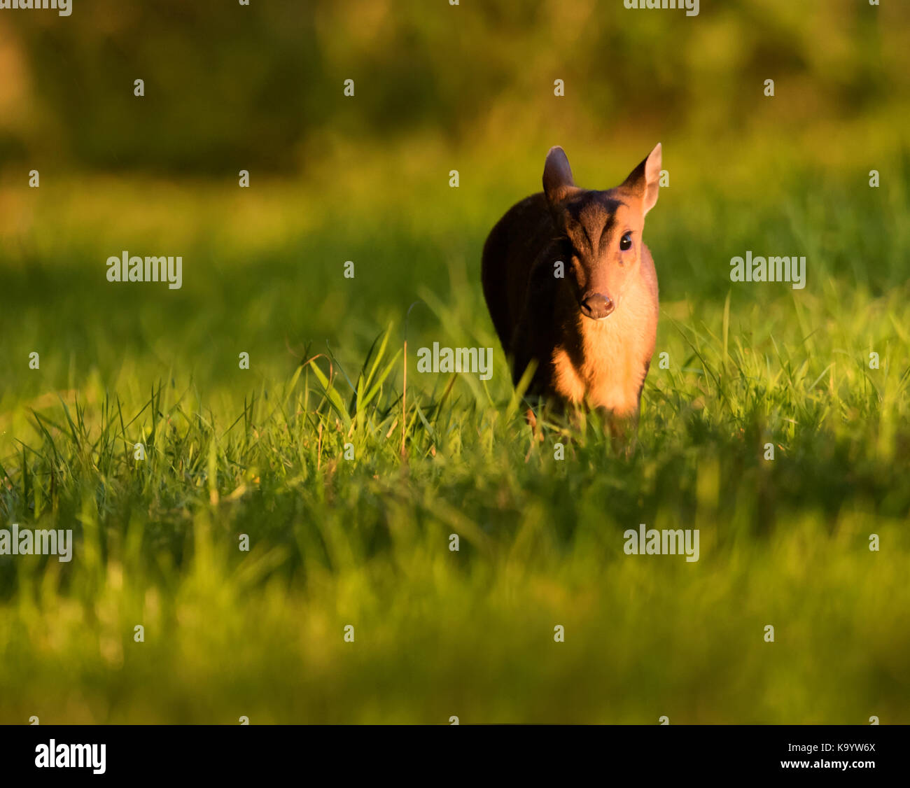 Young Munjac deer (Muntiacus reevesi) on edge of Warwickshire woodland ...