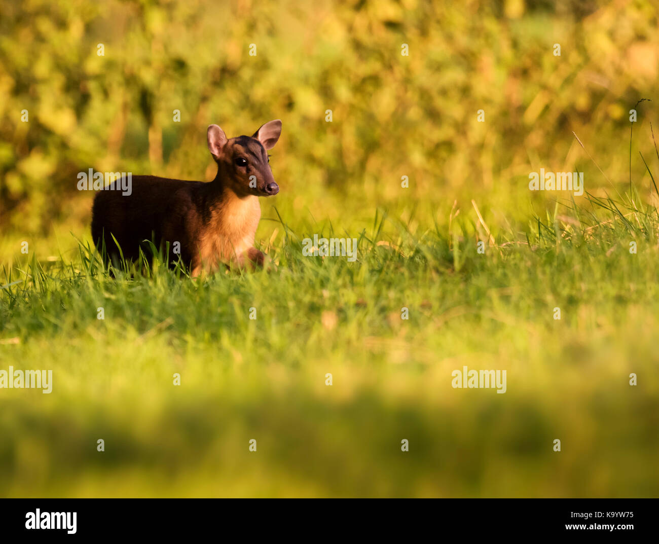 Young Munjac deer (Muntiacus reevesi) on edge of Warwickshire woodland ...