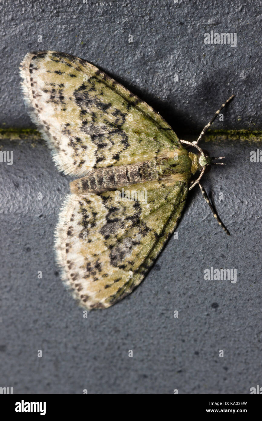Adult Yellow-barred Brindle moth, Acasis viretata, resting on a wall ...