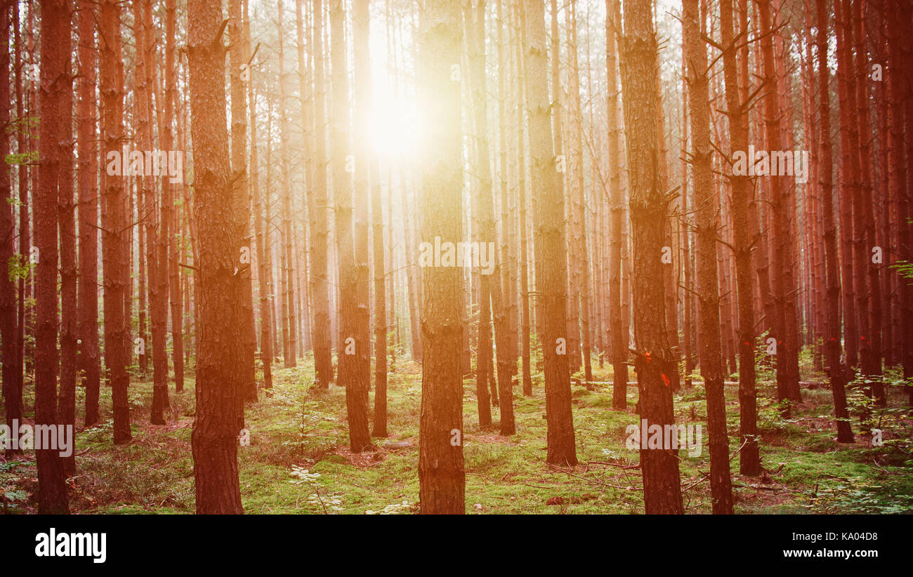 heavy sunrise in the middle of the forest Stock Photo - Alamy
