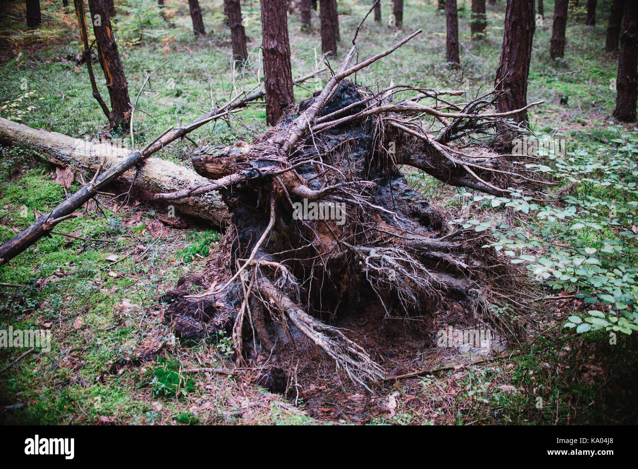 close up on broken tree in the forest Stock Photo - Alamy