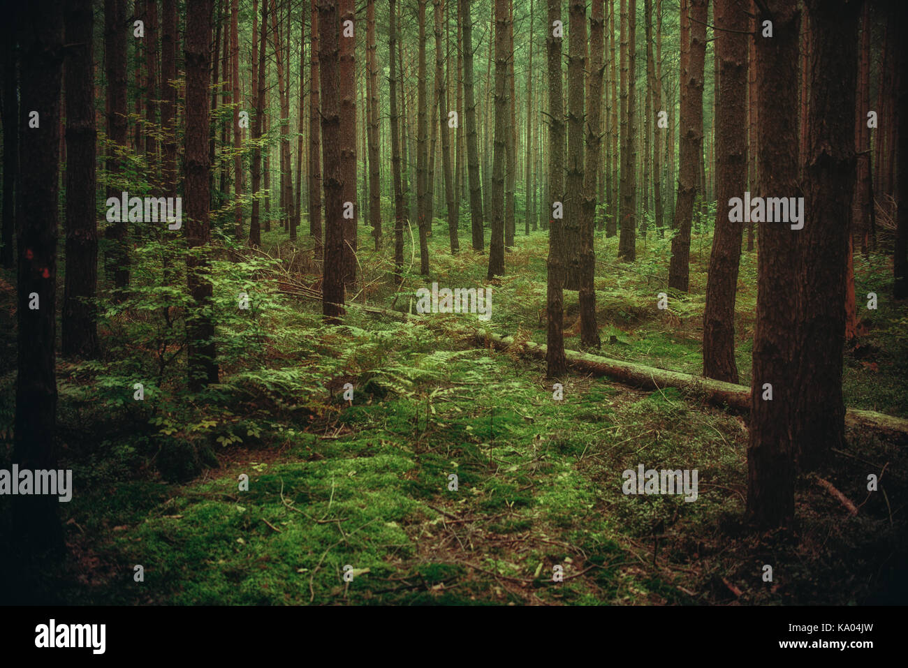 magical atmosphere forest, Natural background Stock Photo - Alamy