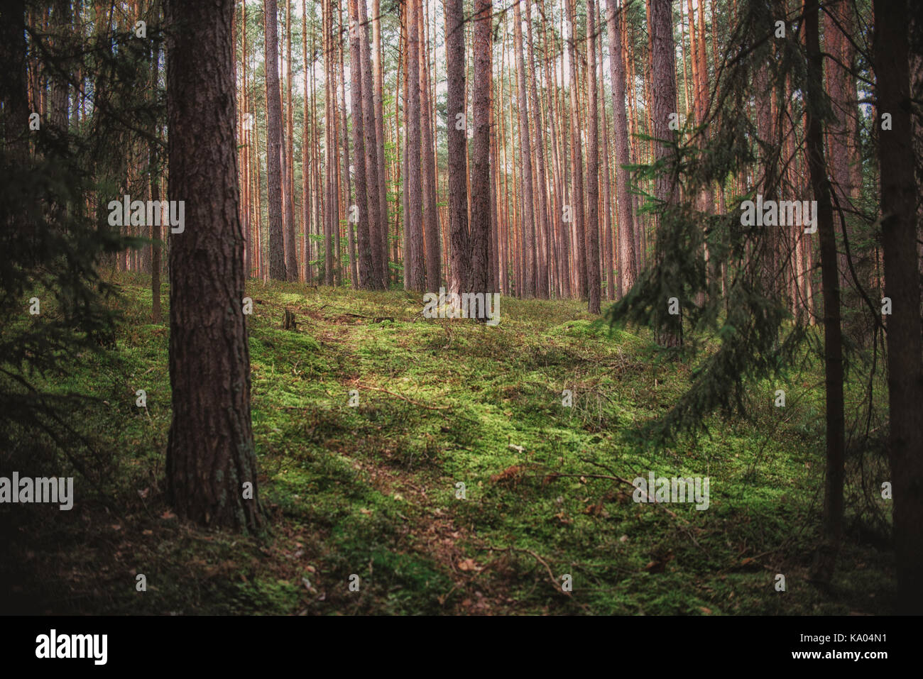 magical atmosphere forest, Natural background Stock Photo - Alamy