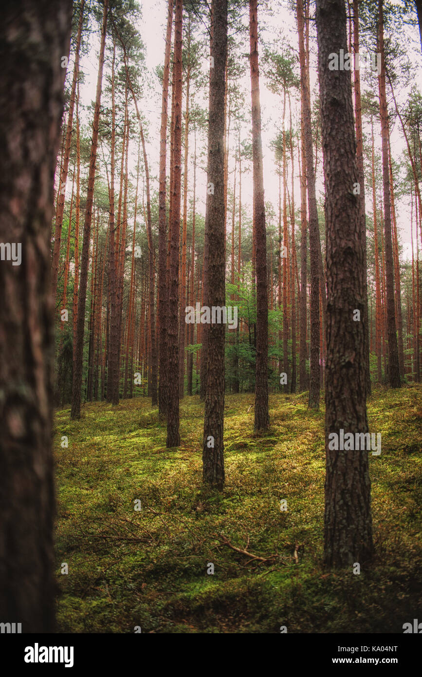 magical atmosphere forest, Natural background Stock Photo - Alamy