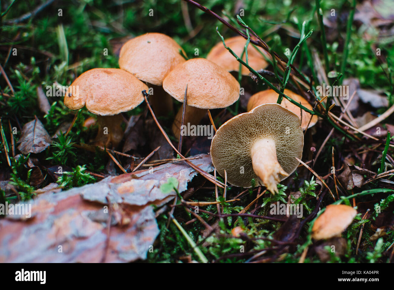 Close up on Suillus bovinus in the forest Stock Photo - Alamy