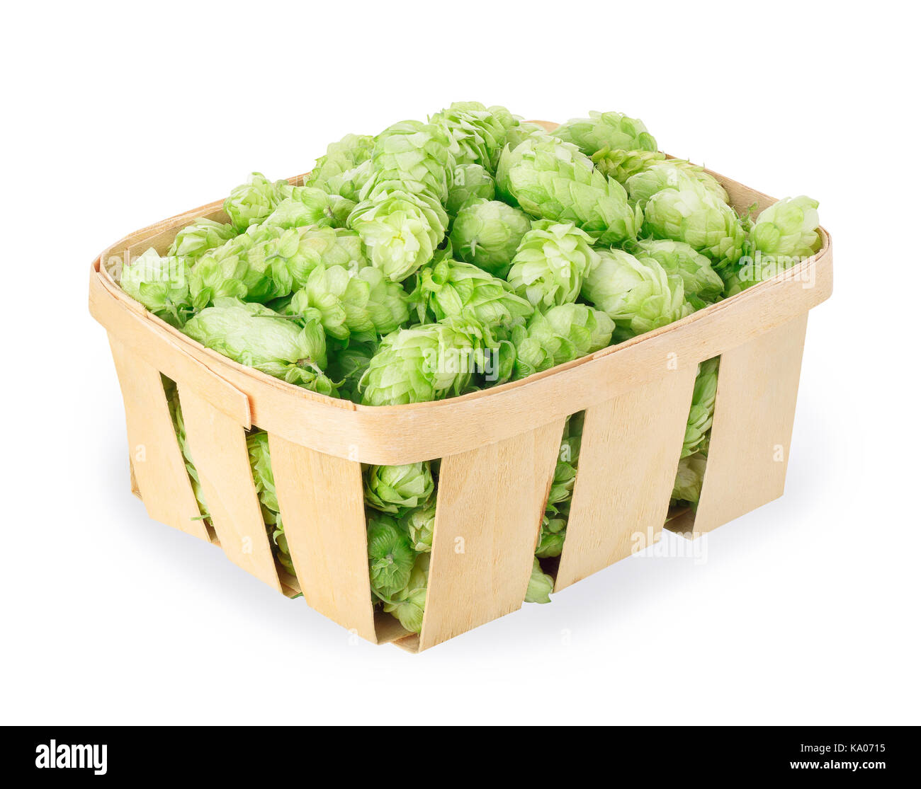 Fresh green hops in wooden basket isolated on white background with ...
