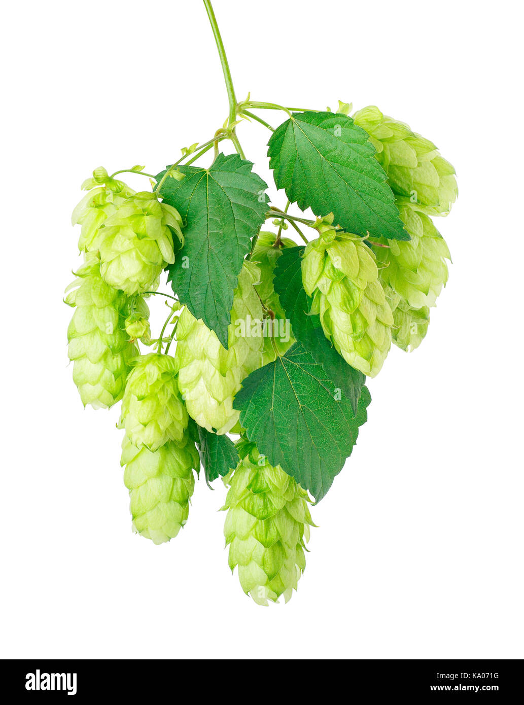 Branch of fresh green hops cones isolated on white background with ...