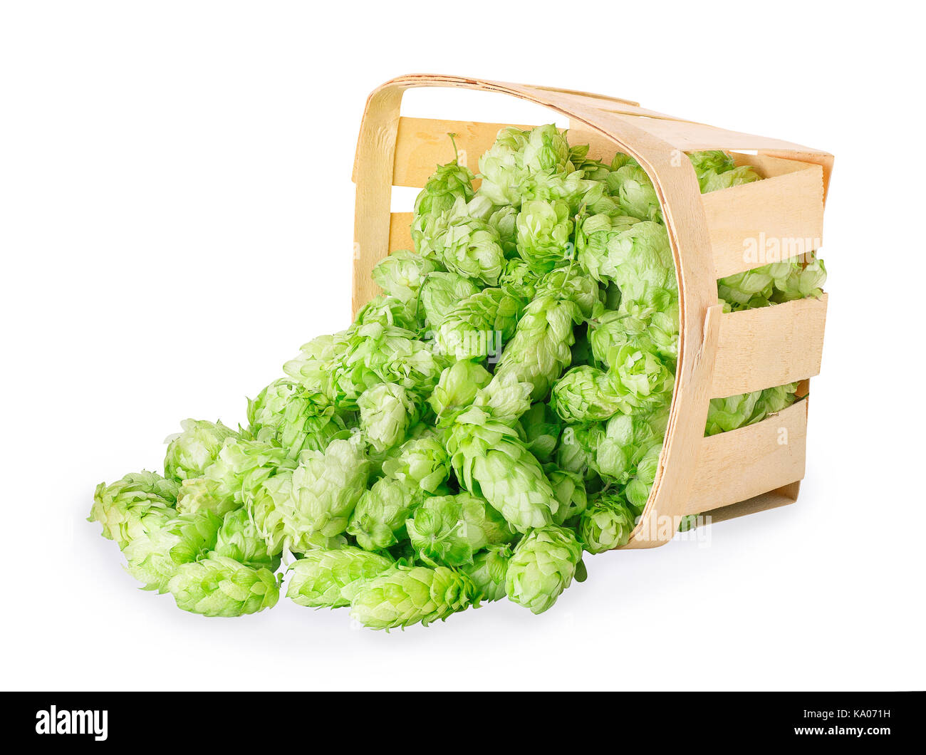 scattered fresh green hops in wooden basket isolated on white ...