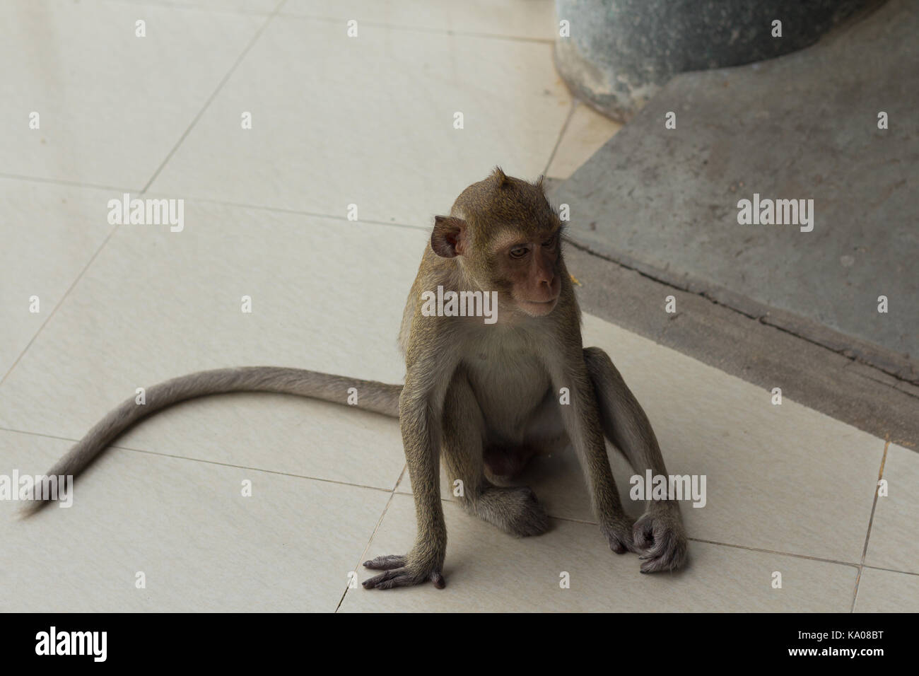 Potrait image of monkey (macaque) on the floor in Thailand Stock Photo ...