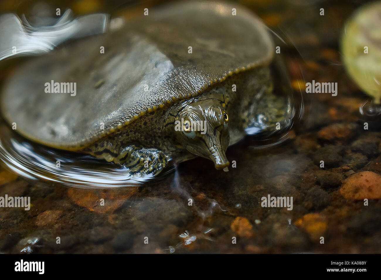 Soft shell spiny turtle relaxing in the cool river waters Stock Photo ...