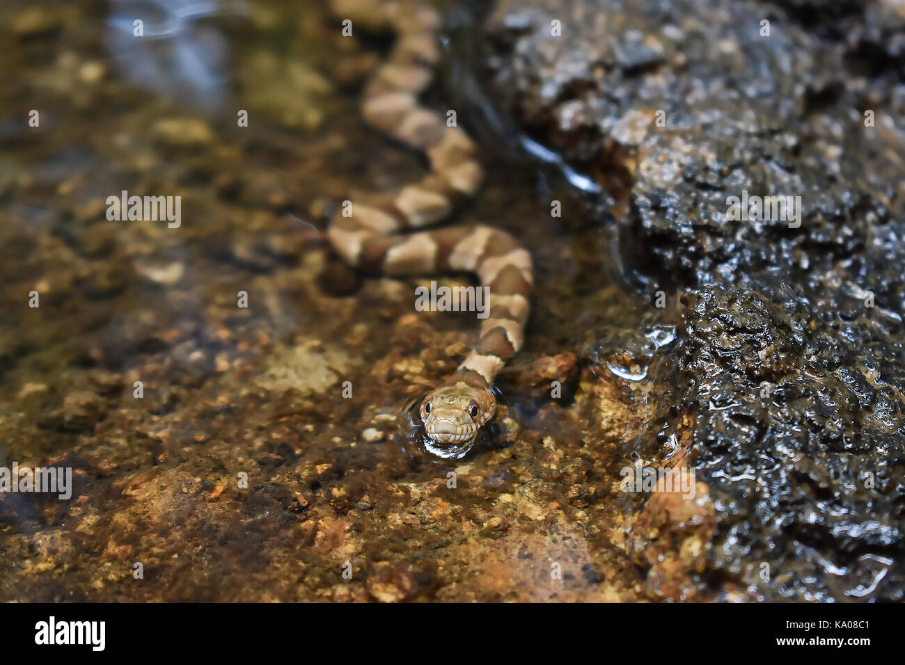 Northern Water snake hanging out in the stream Stock Photo - Alamy