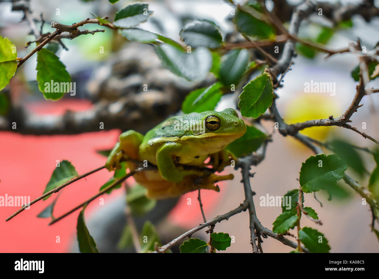 Cute tree frog hi-res stock photography and images - Alamy