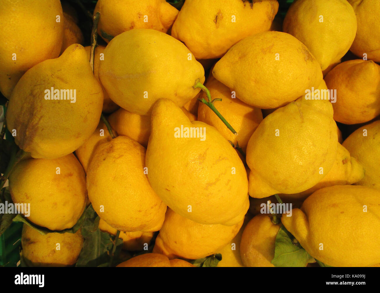 big sicilian lemons with leaves Stock Photo - Alamy