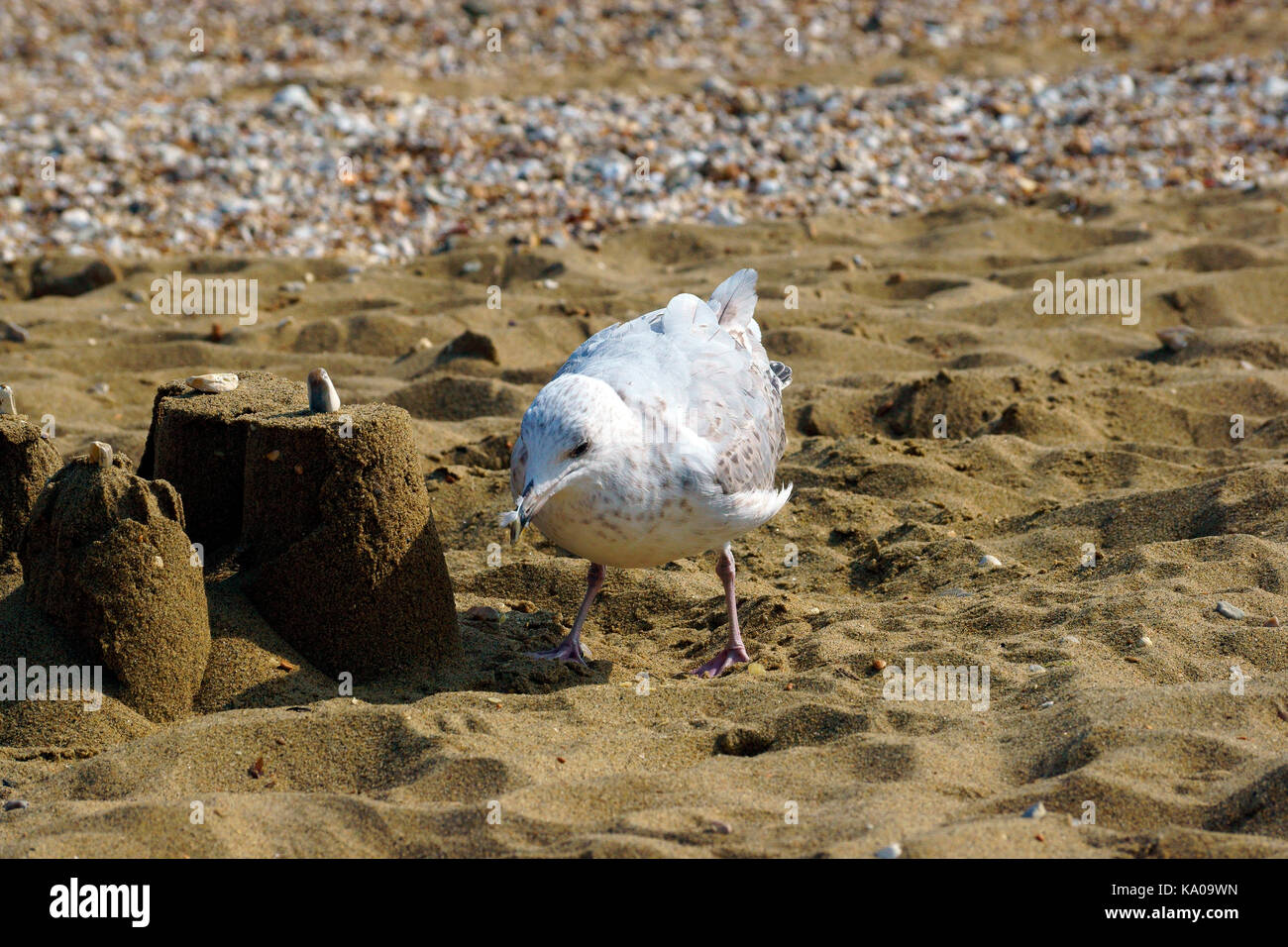 SEAGULL ON THE BEACH Stock Photo - Alamy