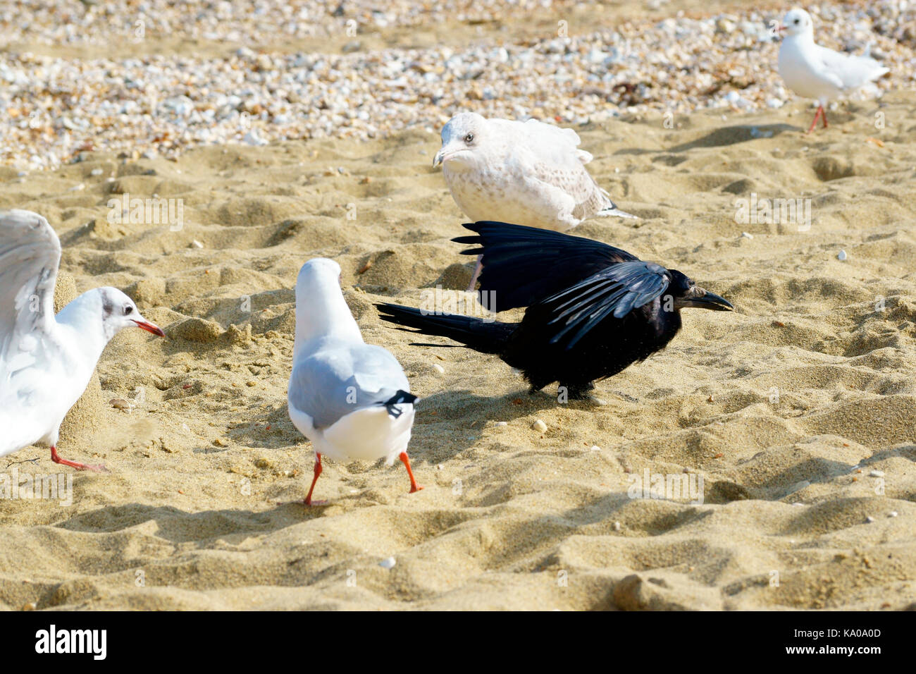 CROWS SCAVENGING ON THE BEACH Stock Photo - Alamy