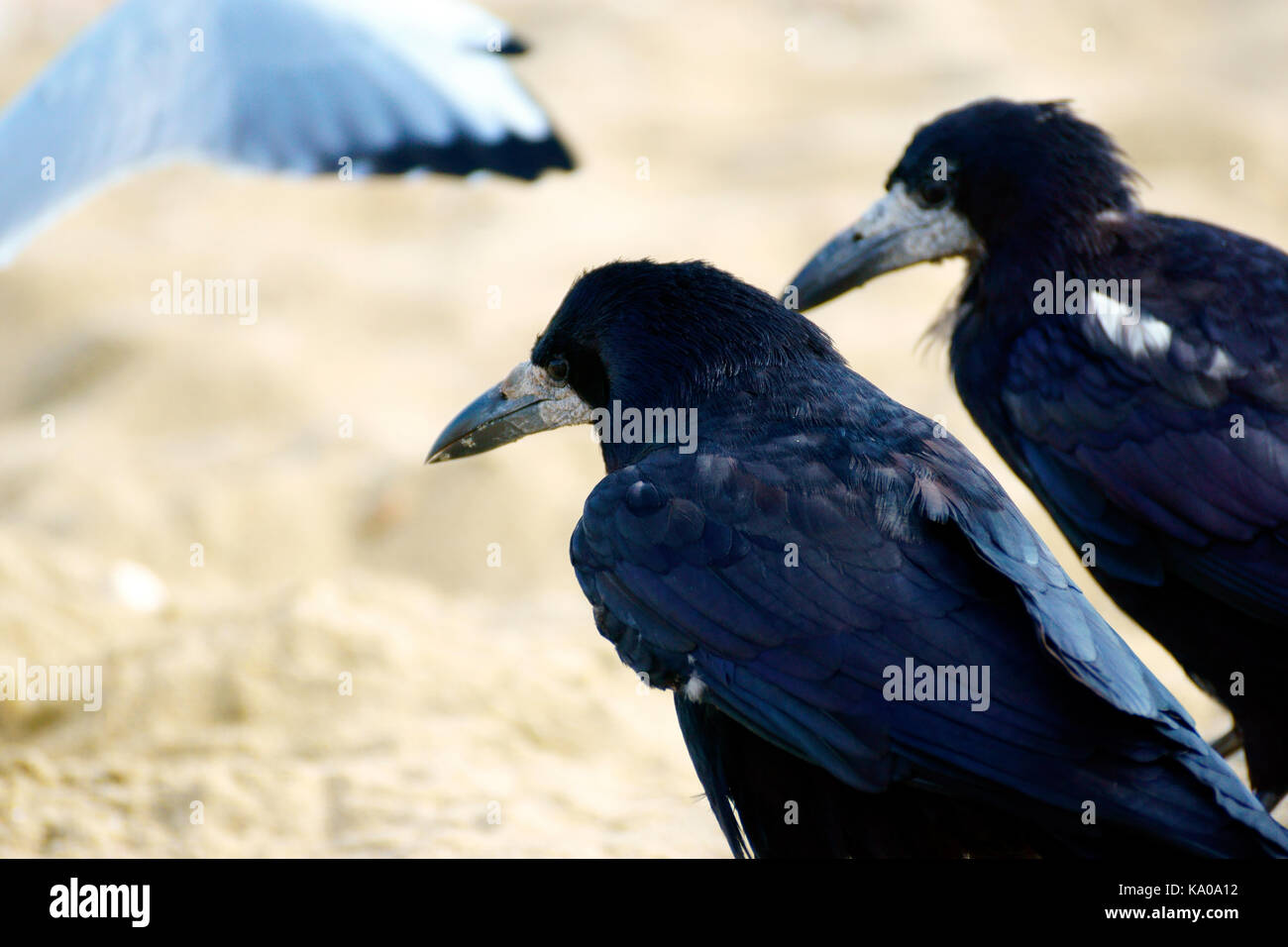 CROWS SCAVENGING ON THE BEACH Stock Photo - Alamy
