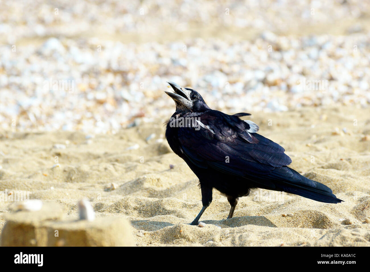 CROWS SCAVENGING ON THE BEACH Stock Photo - Alamy