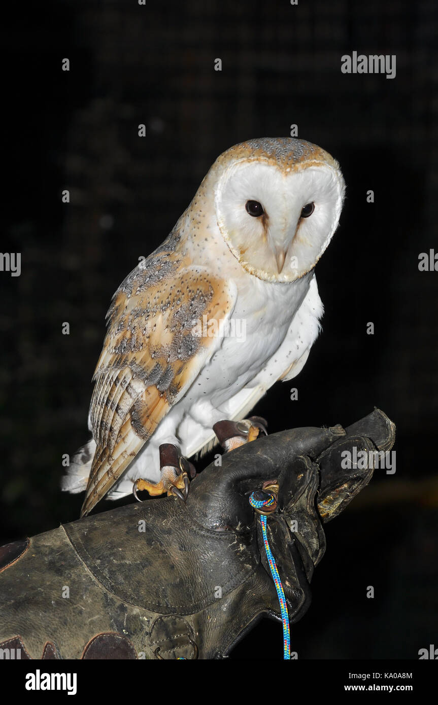 Night owl hi-res stock photography and images - Alamy