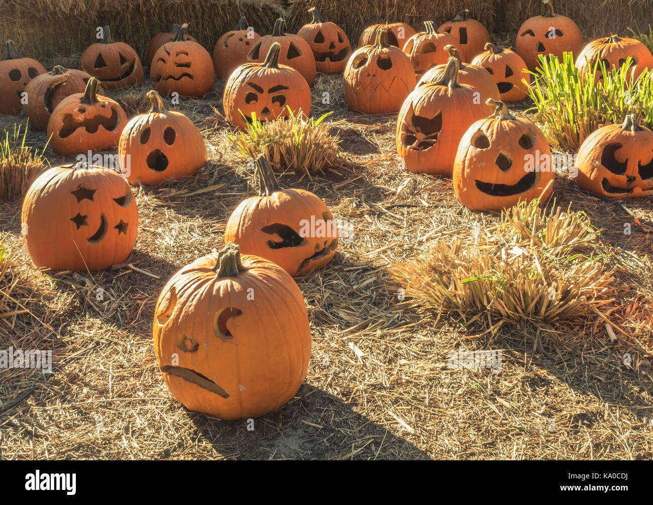 Large group of carved halloween pumpkins with different expressions, on ...