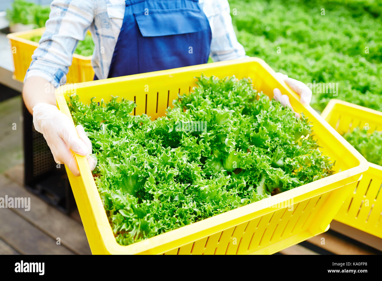 Free harvest hi-res stock photography and images - Alamy