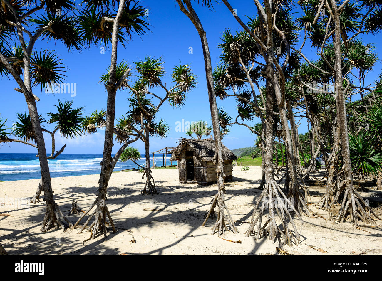 Mangroves with aerial roots on White Beach, Tanna Island, Vanuatu ...