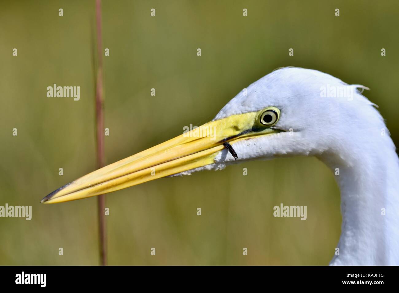 Great egret (Ardea alba) face and beak Stock Photo - Alamy