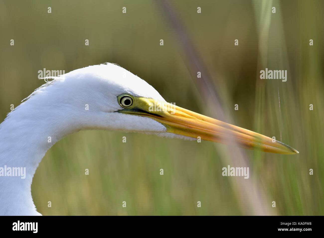 Great egret (Ardea alba) face and beak Stock Photo - Alamy