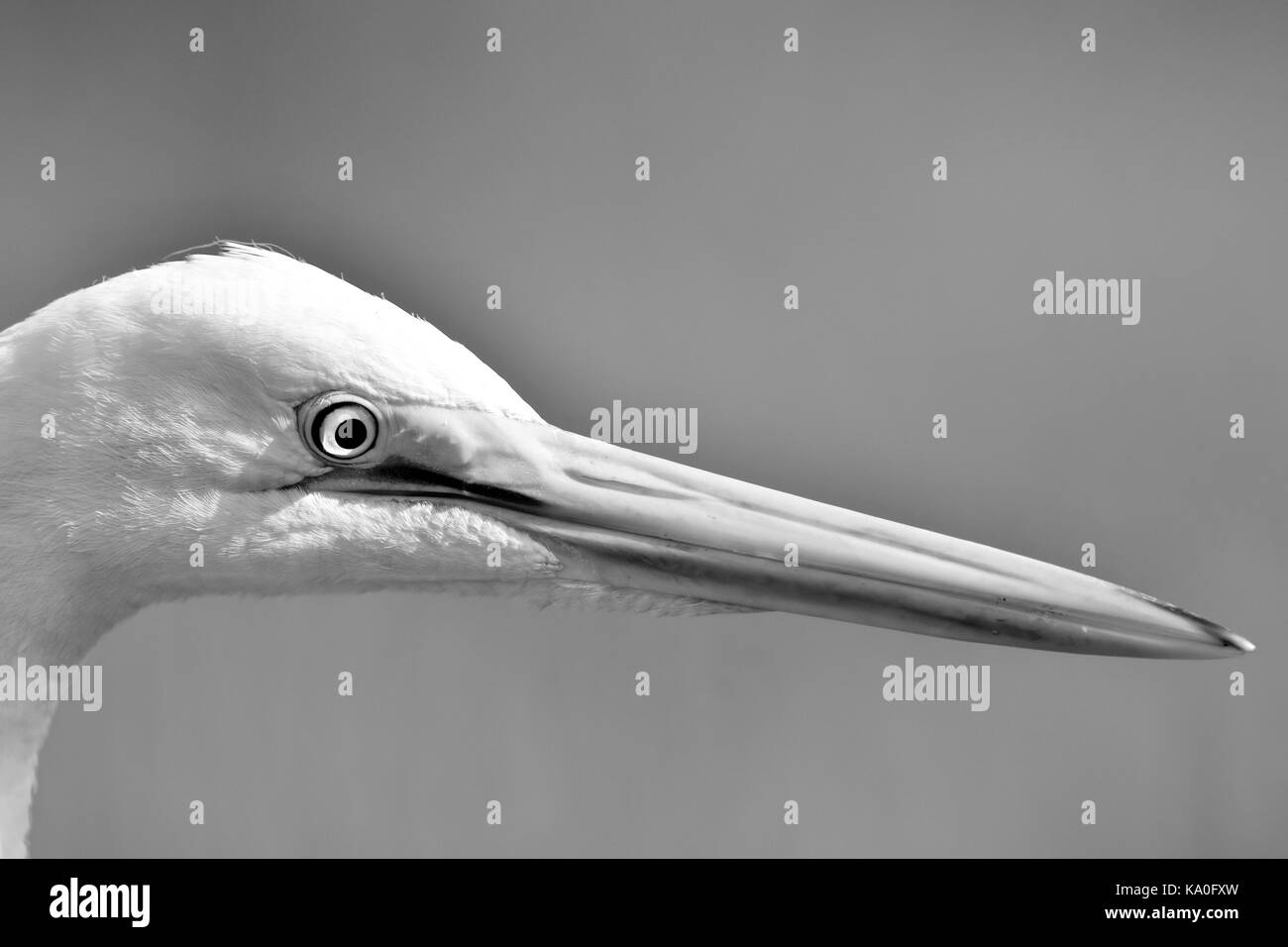 Great egret (Ardea alba) face and beak Stock Photo - Alamy