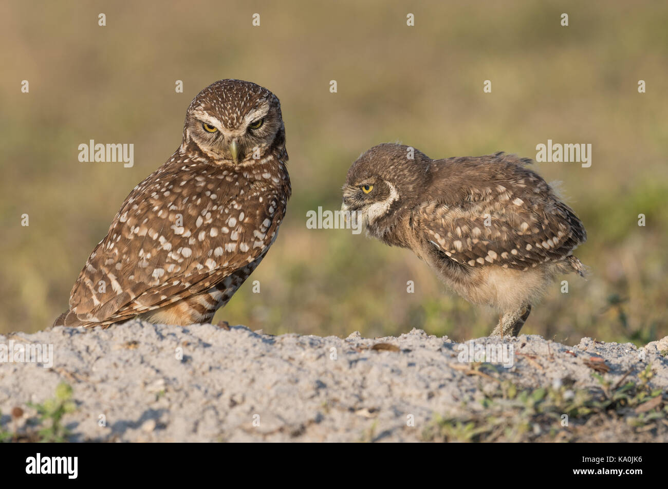 Summer burrowing hi-res stock photography and images - Alamy