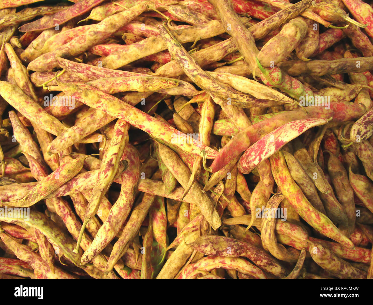 beans in pod 2 Stock Photo - Alamy