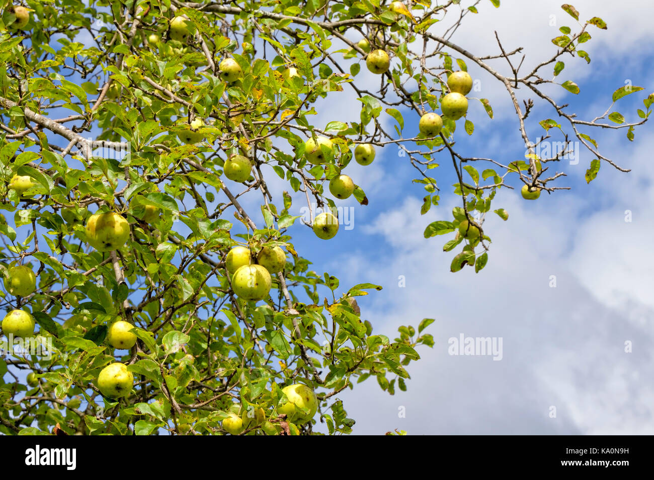 Apple tree of the golden class loaded with apples Stock Photo - Alamy