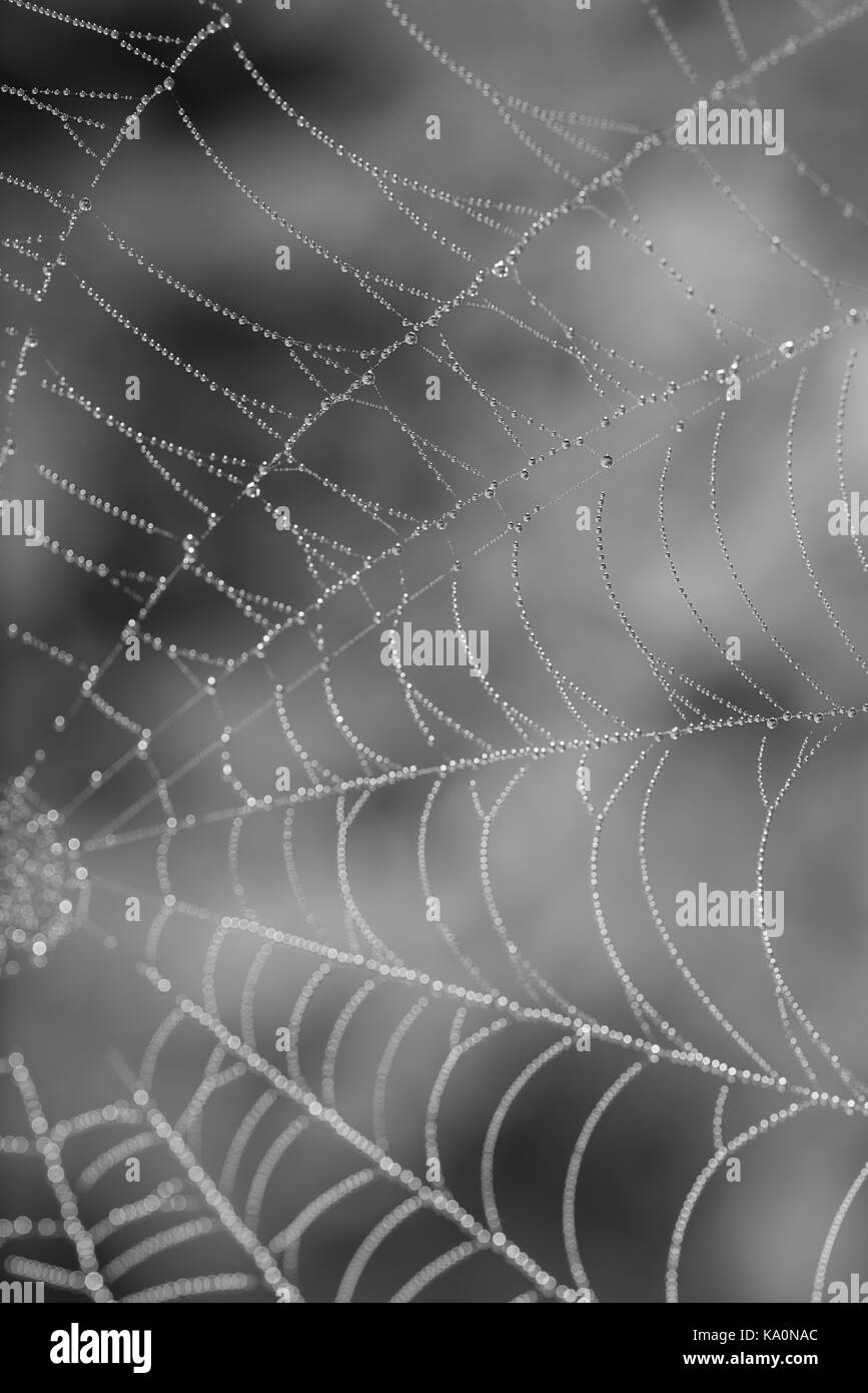 Spider web with water drops forming pattern Stock Photo - Alamy