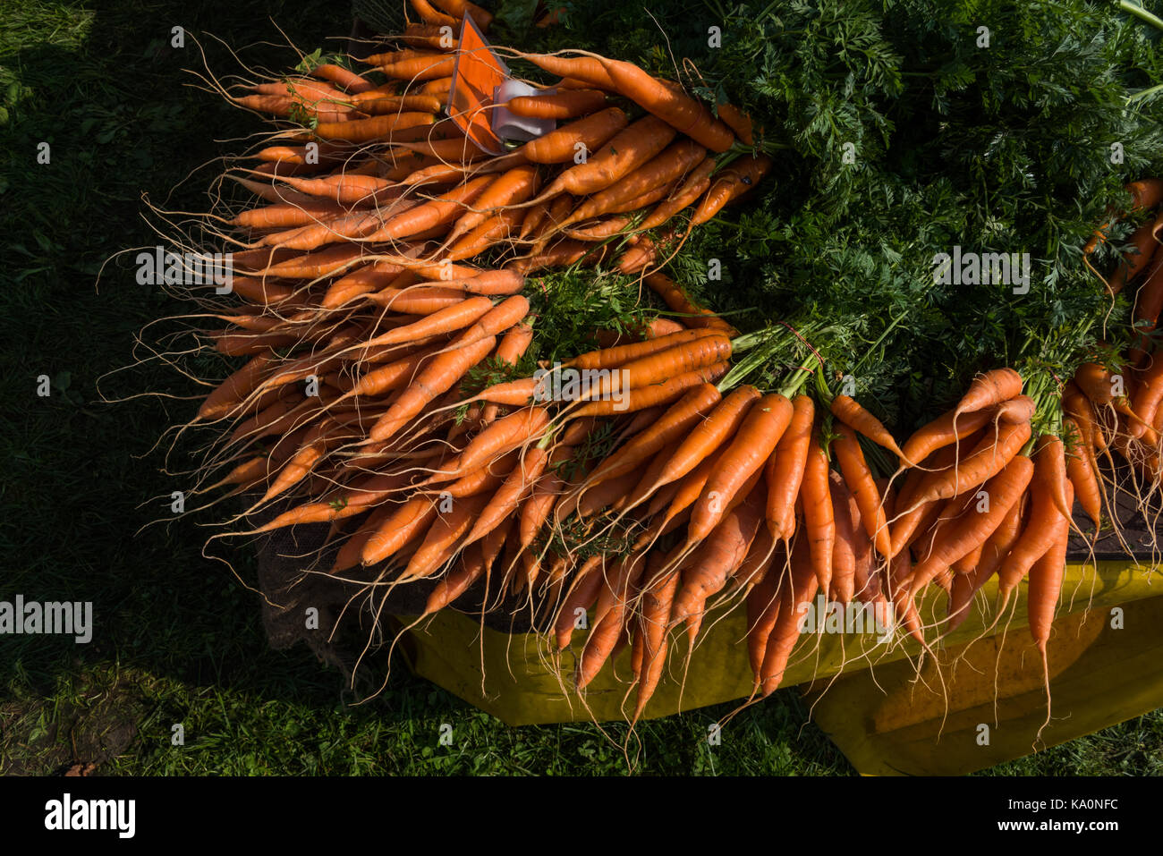 Carrot farming hi-res stock photography and images - Alamy