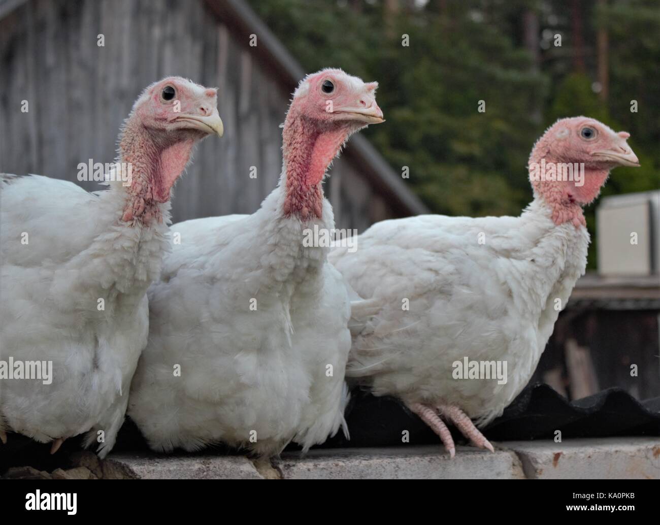 White turkeys at village in Lithuania Stock Photo - Alamy
