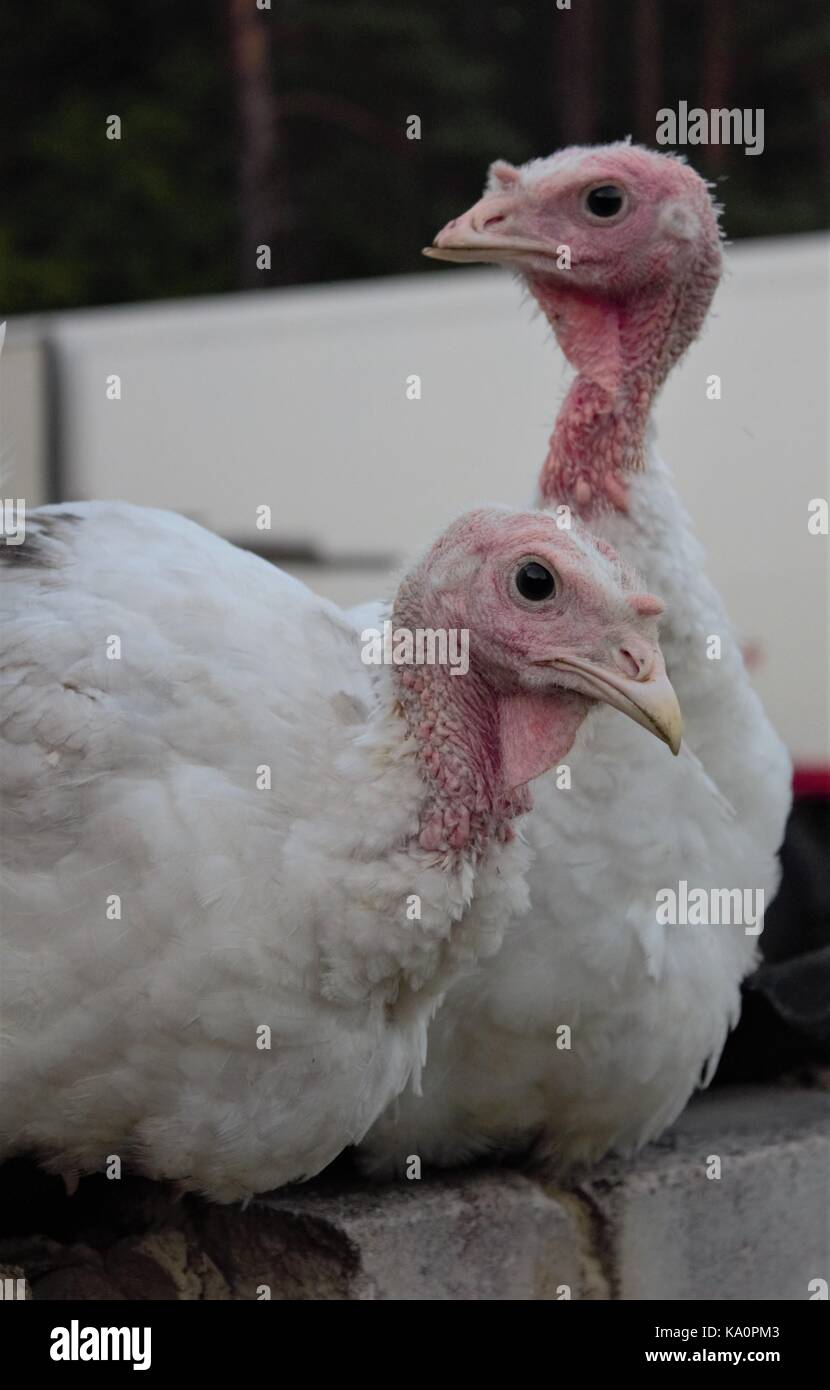 White turkeys at village in Lithuania Stock Photo - Alamy