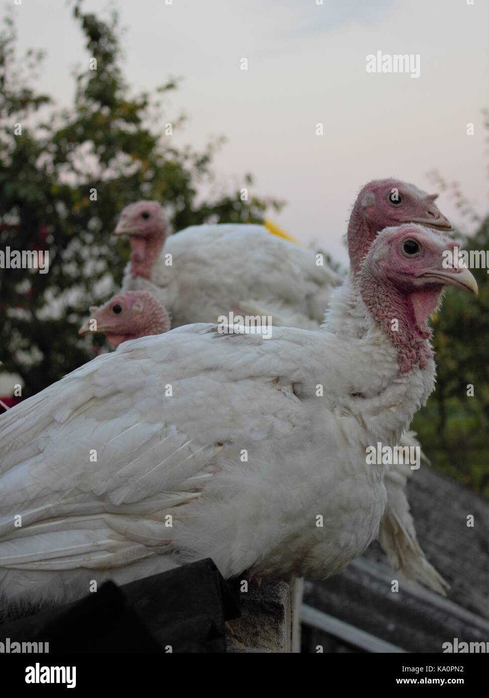 White turkeys at village in Lithuania Stock Photo - Alamy