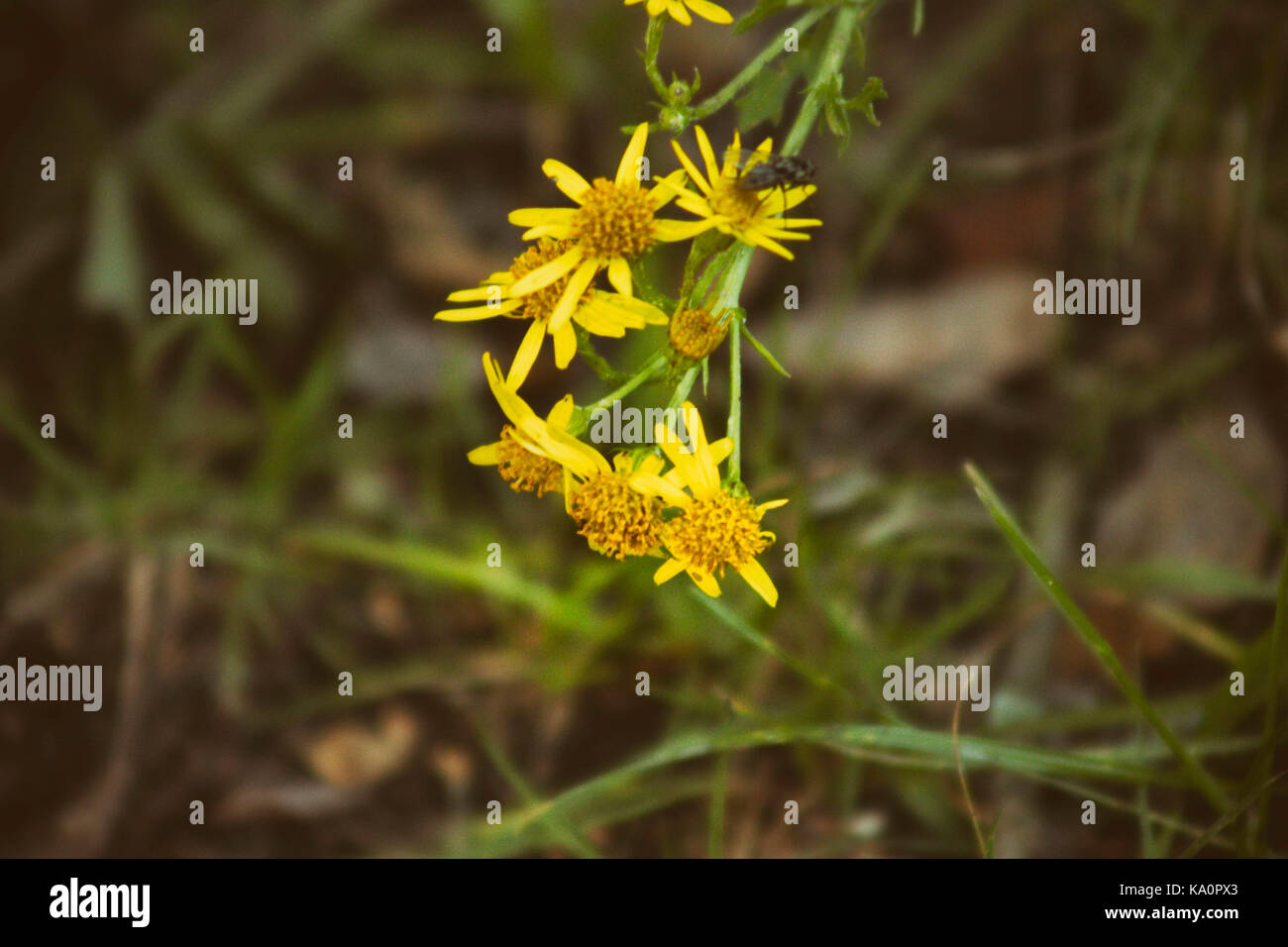 Yellow daisy like flowers in the countryside in UK Stock Photo - Alamy