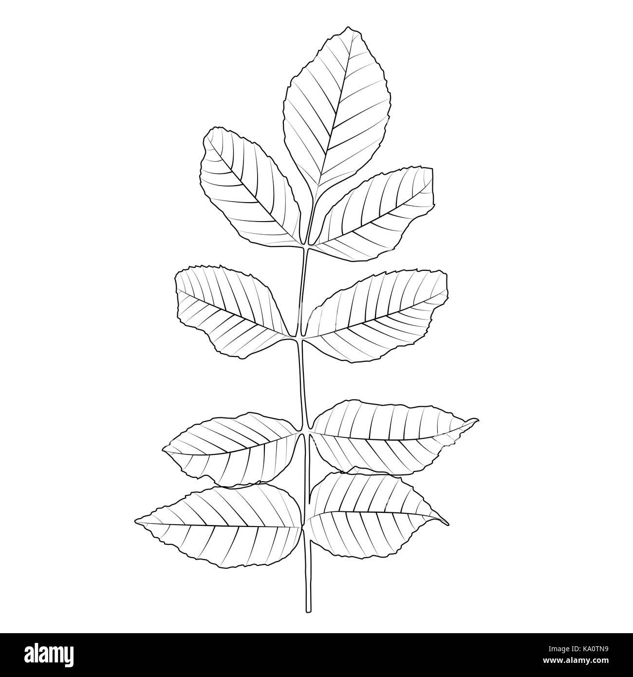 Naturalistic autumn leaves on White. Vector Illustration Stock Vector ...