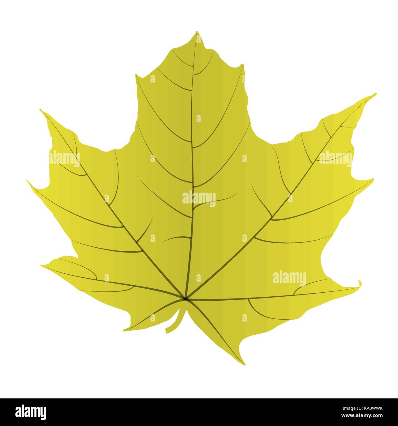 Maple Leaf Isolated on White Background. Vector Illustration Stock ...