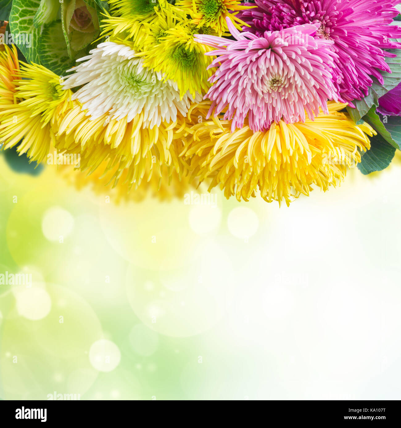 Chrisantemum flowers bouquet Stock Photo - Alamy