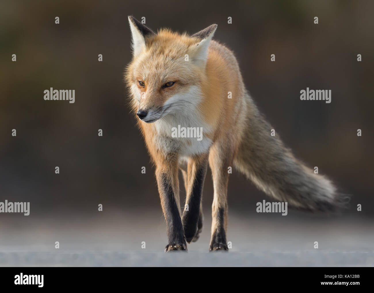 Pennsylvania fox hunting hi-res stock photography and images - Alamy