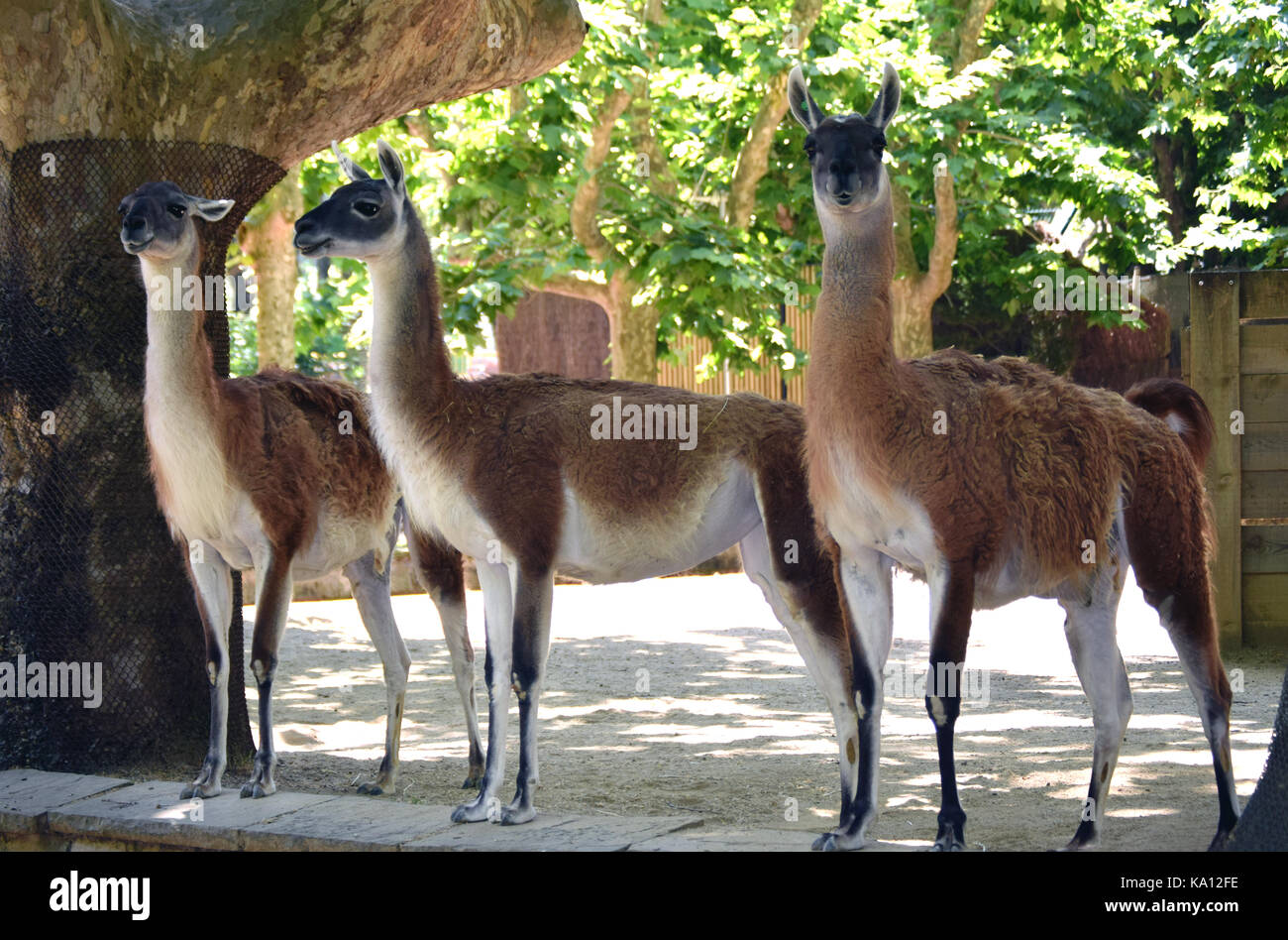 Flames, animals of the zoo Stock Photo - Alamy