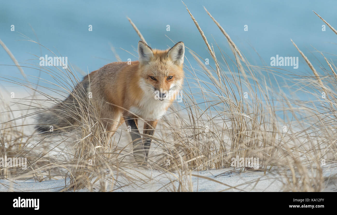 Pennsylvania fox hunting hi-res stock photography and images - Alamy