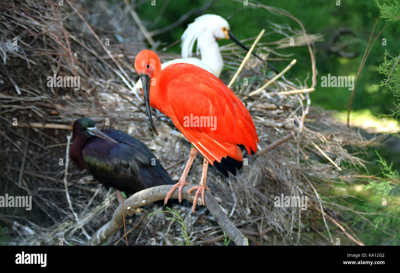 Birds, animals of the zoo Stock Photo - Alamy